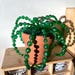 Beaded Plant String of Pearls, Forever Succulent, Plant Decor - Etsy