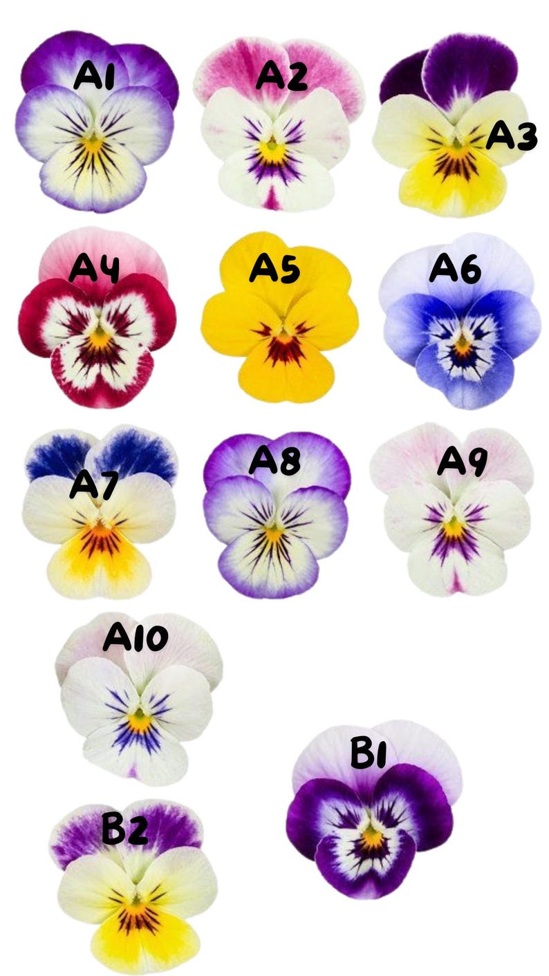 Jewelry Trinket Dish, Pansie Jewelry Trinket Dish, Pansie Flower, Cute ...
