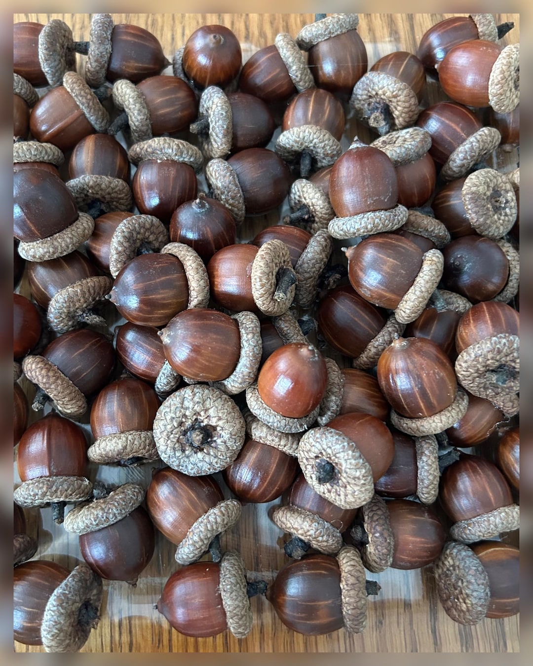 Ohio Red Oak Acorns - Etsy