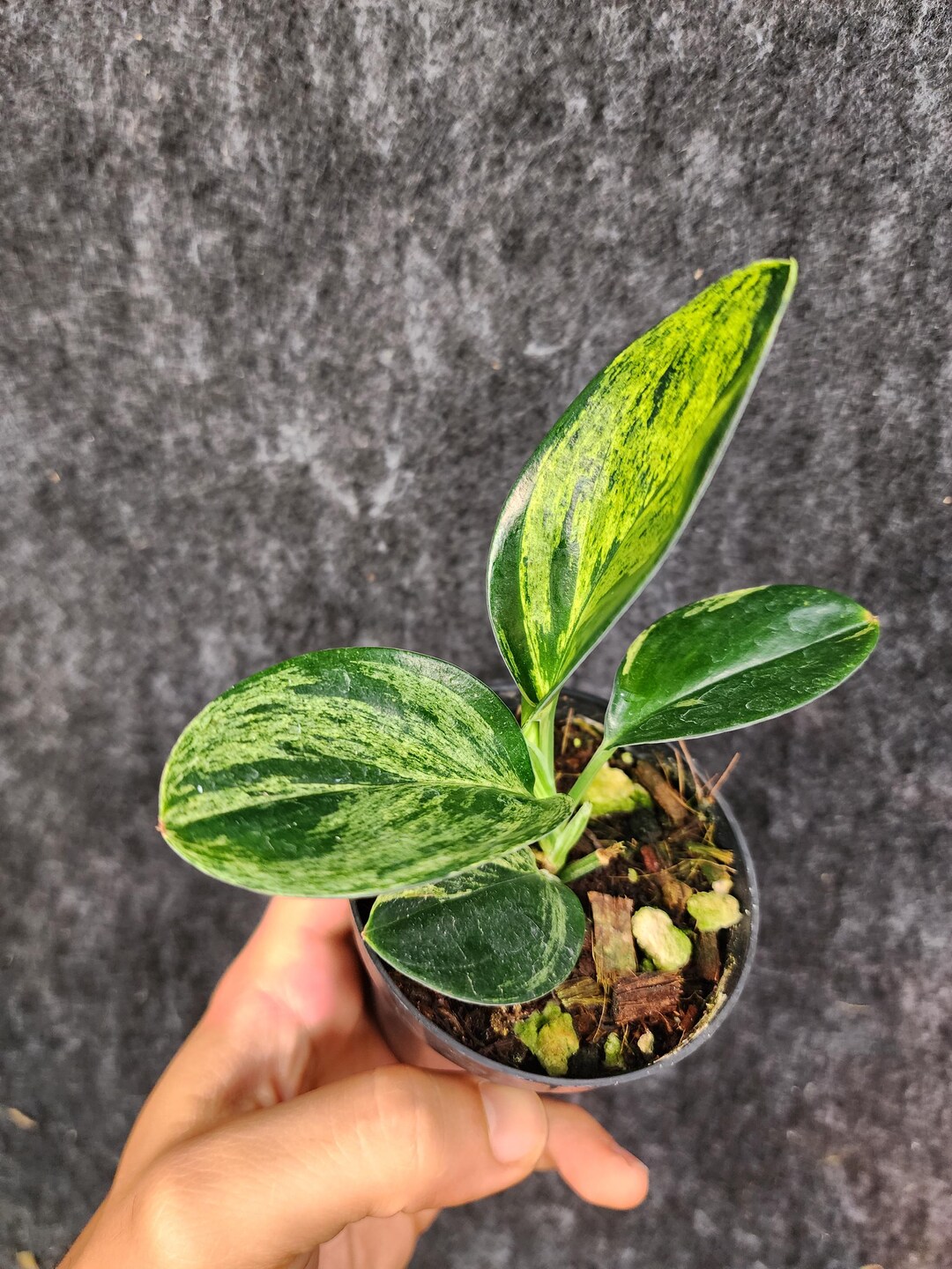 Scindapsus Dark Form Variegated - Etsy