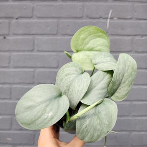 Scindapsus Silver Cloud - Etsy