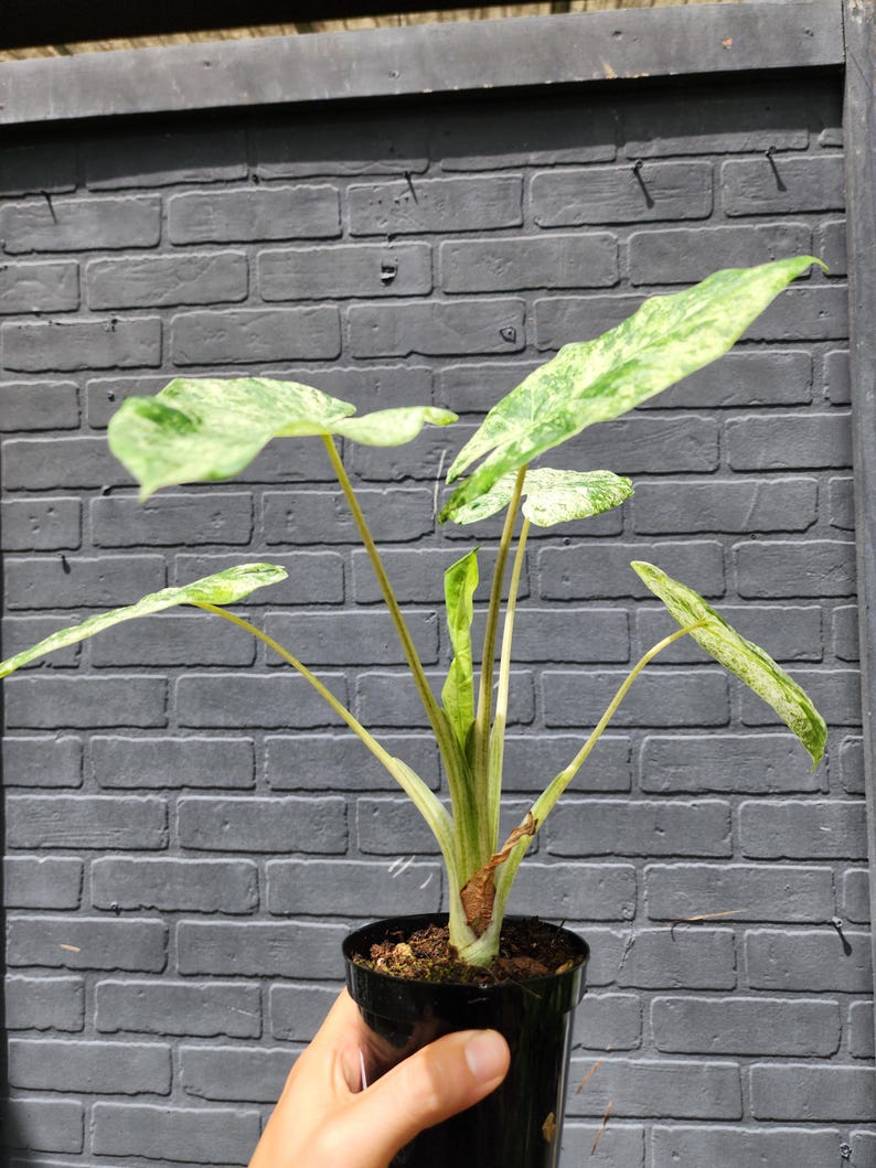 Alocasia Odora Batik Variegated - Etsy