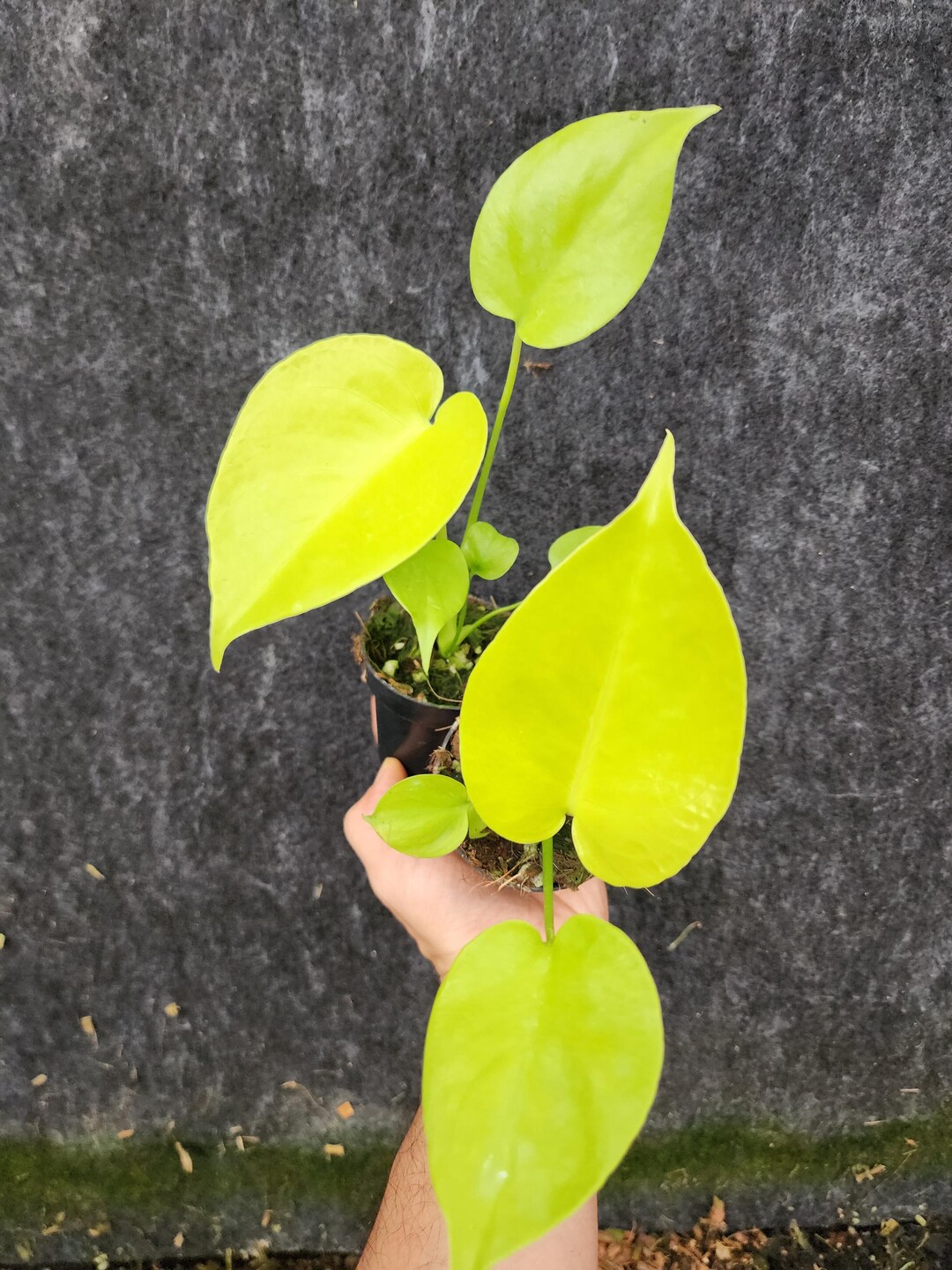 Monstera Lemon Lime - Etsy