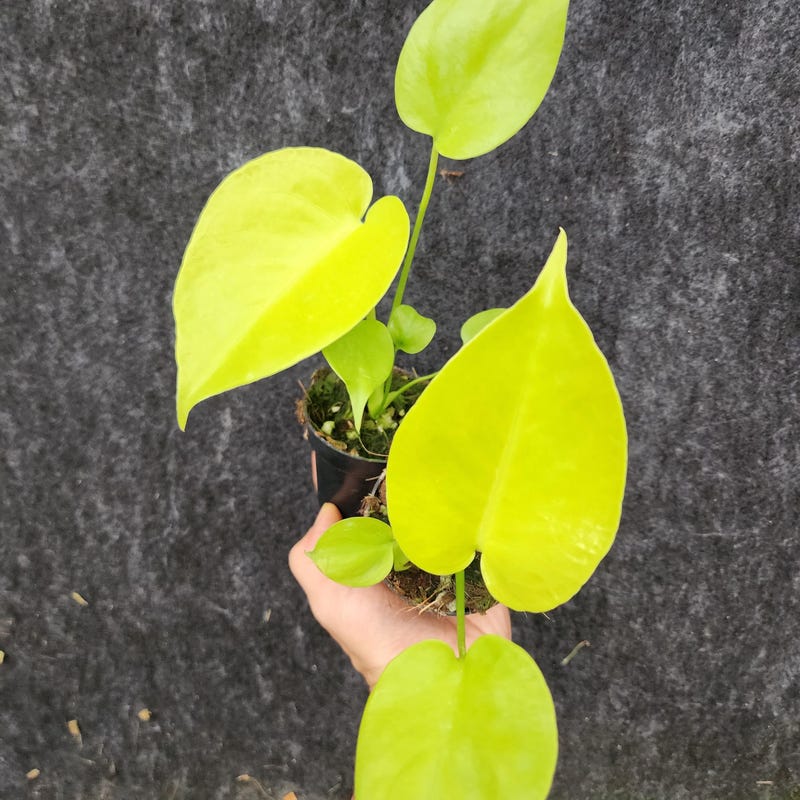 Bulbasaur Monstera - Etsy