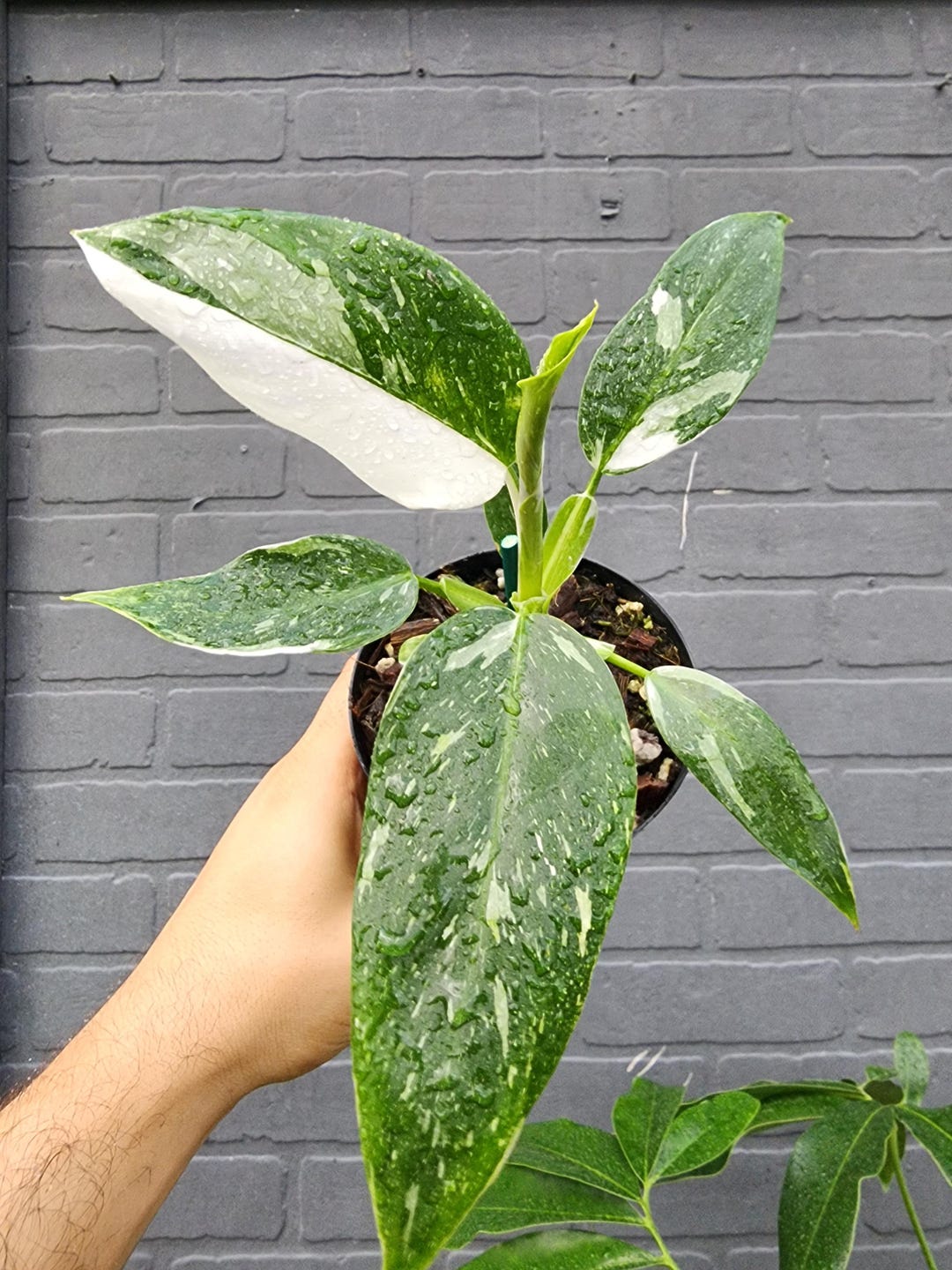 Philodendron White Wizard Variegated - Etsy