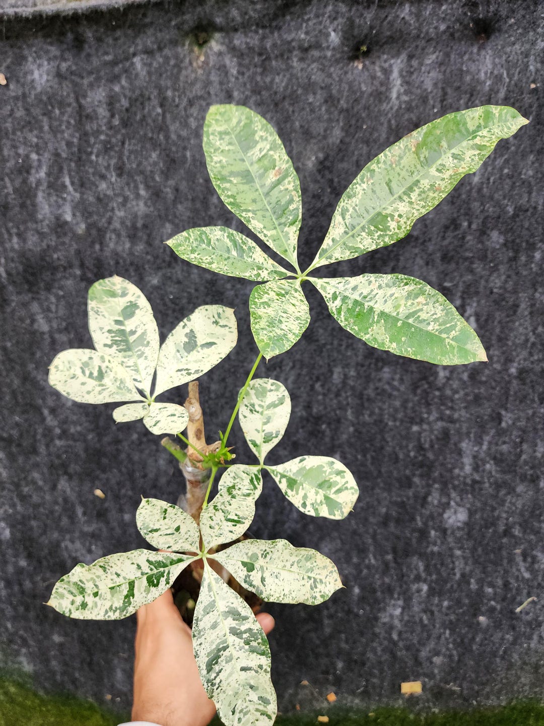 Money Tree Variegated - Etsy