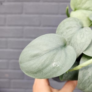 Scindapsus Silver Cloud - Etsy