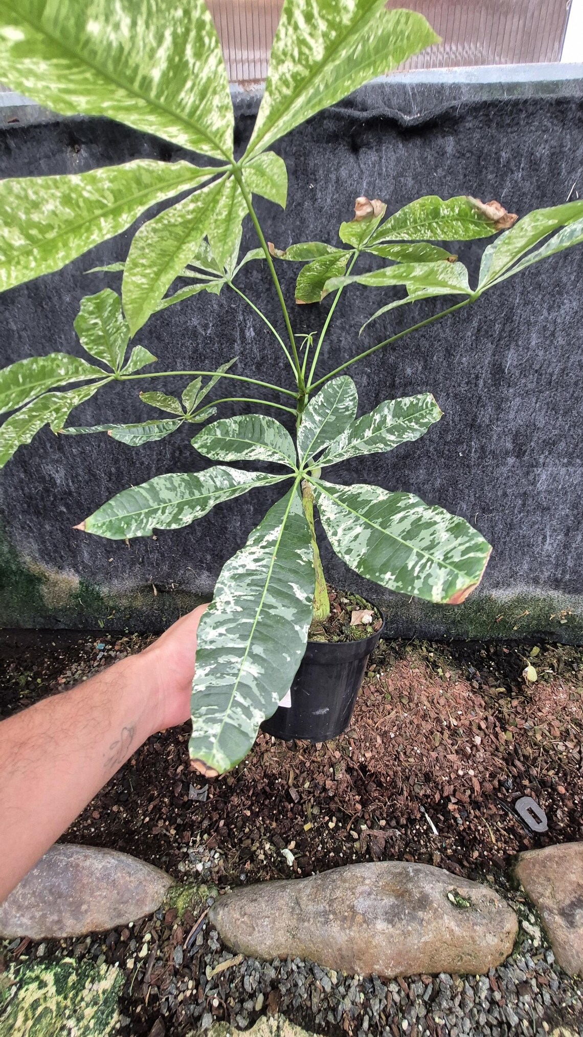 Large Money Tree Variegated - Etsy