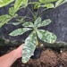 Large Money Tree Variegated - Etsy