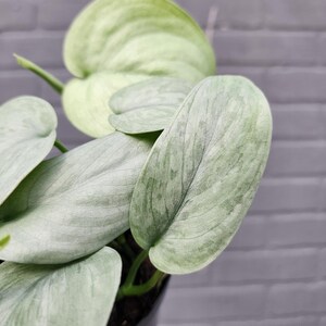 Scindapsus Silver Cloud - Etsy