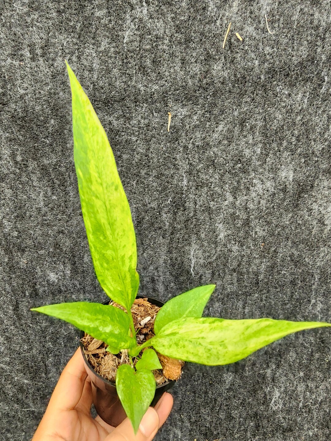 Anthurium Vittarifolium Variegated - Etsy