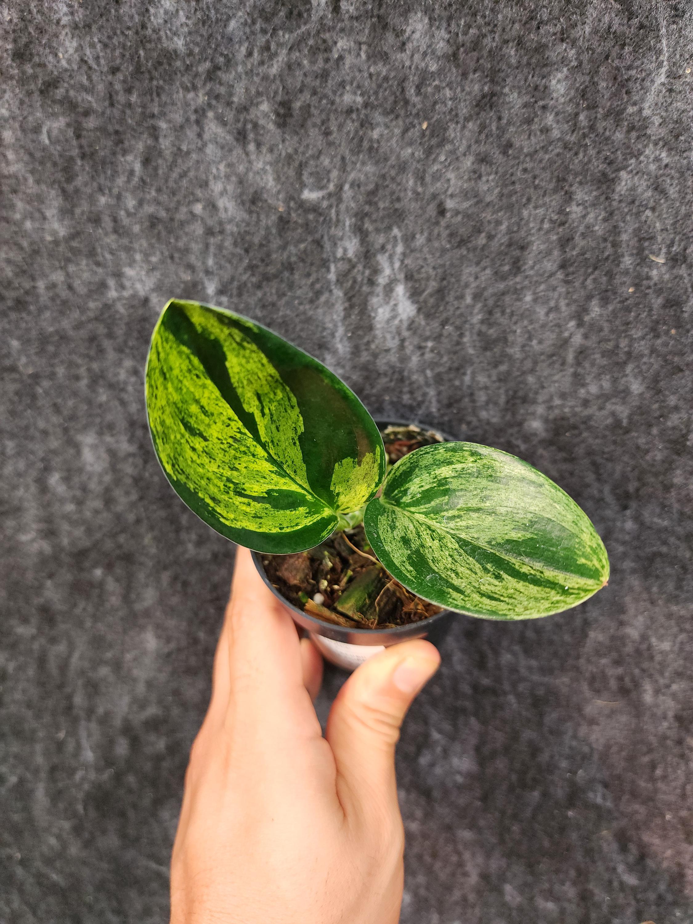 Scindapsus Dark Form Variegated - Etsy