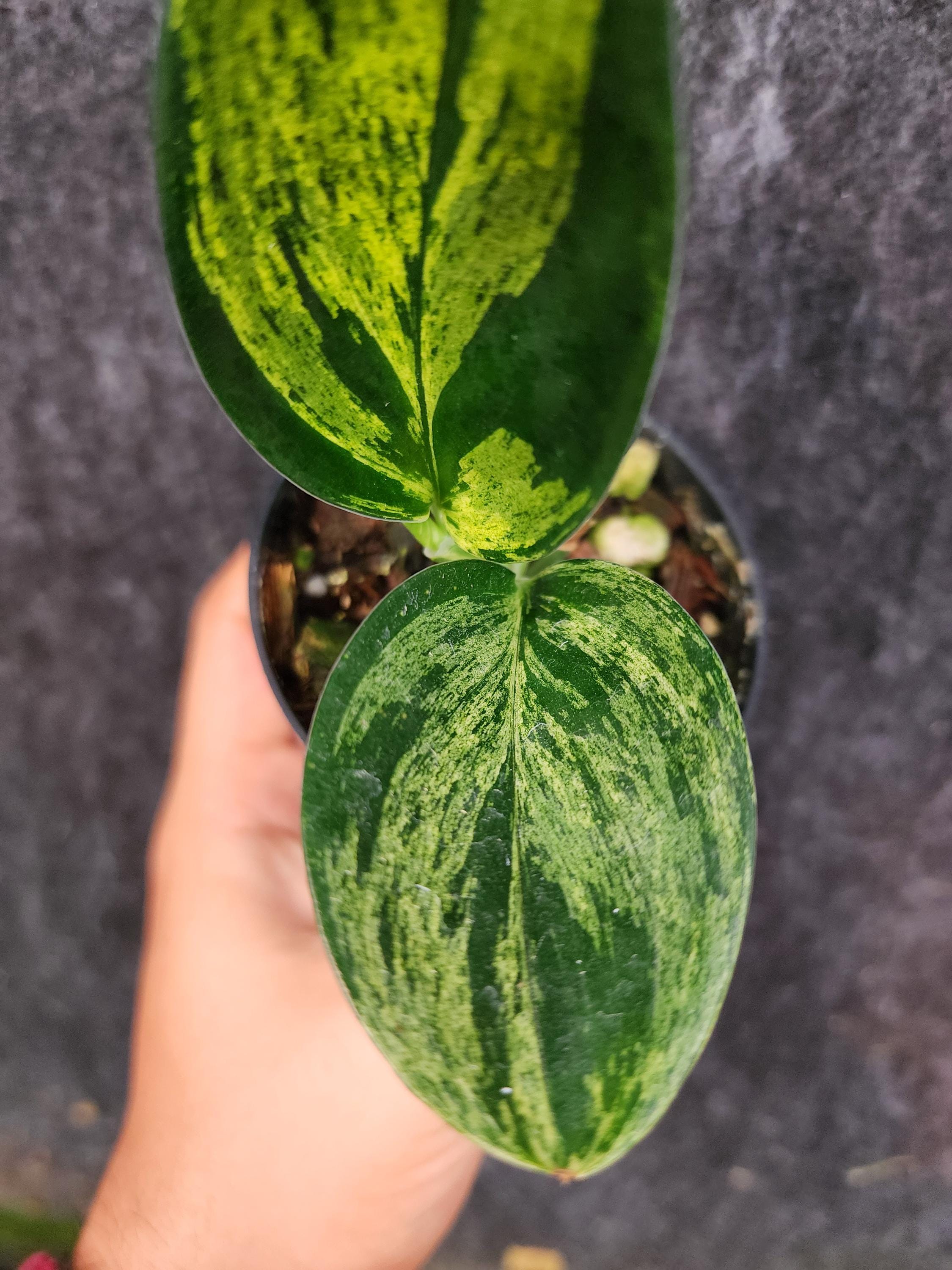 Scindapsus Dark Form Variegated - Etsy