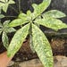 Large Money Tree Variegated - Etsy