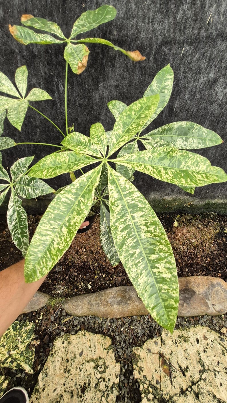 Large Money Tree Variegated - Etsy