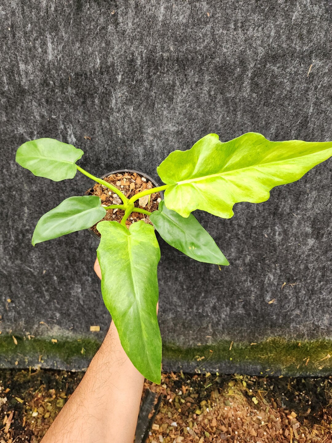 Philodendron Bob Cee Variegated - Etsy