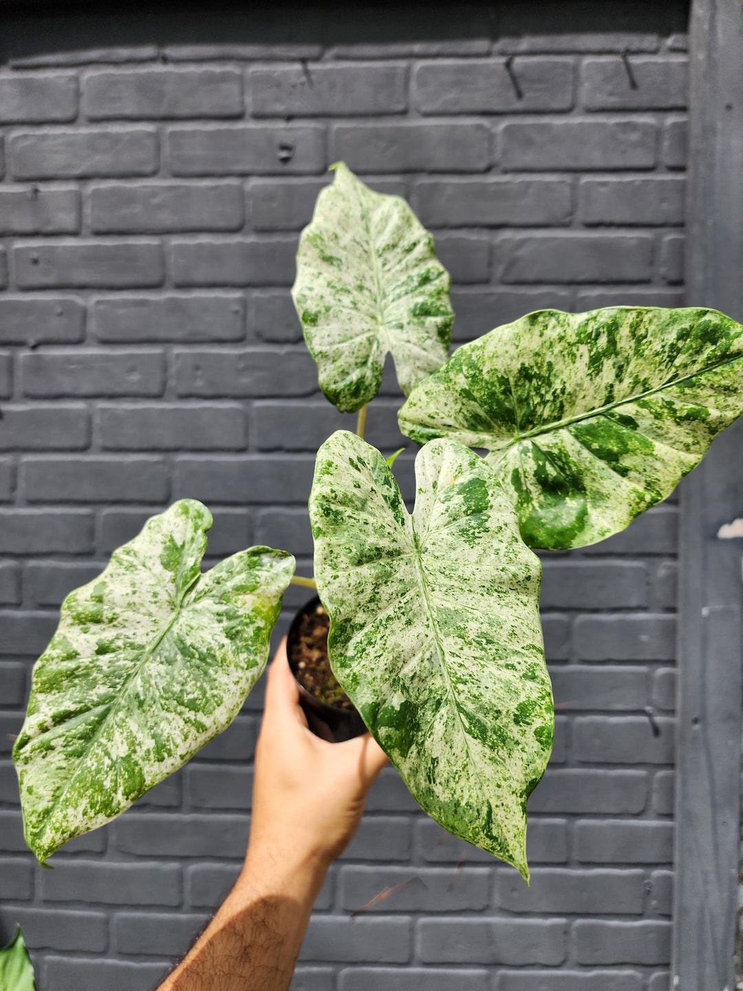 Alocasia Odora Batik Variegated - Etsy