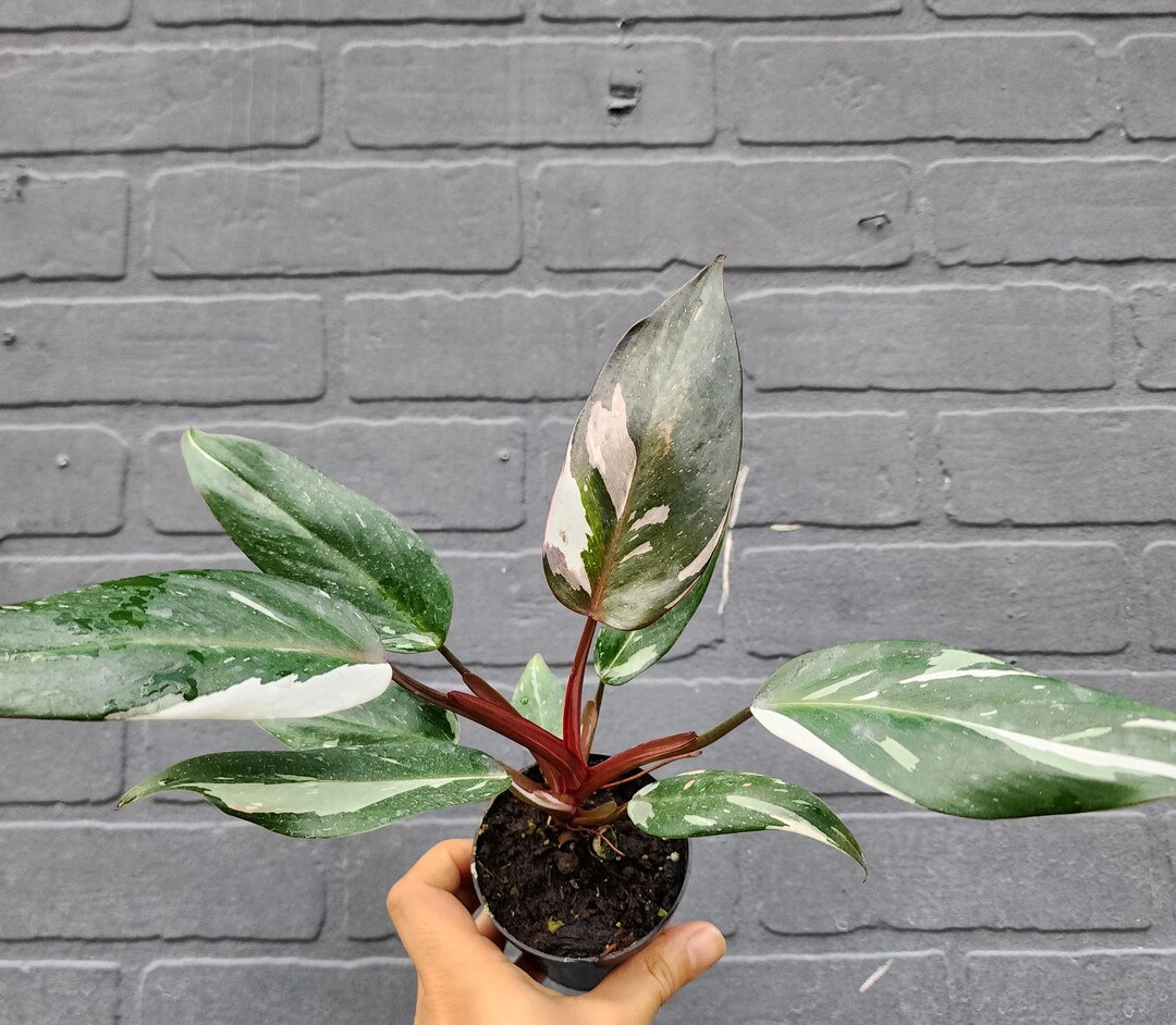 Philodendron Red Anderson Variegated - Etsy