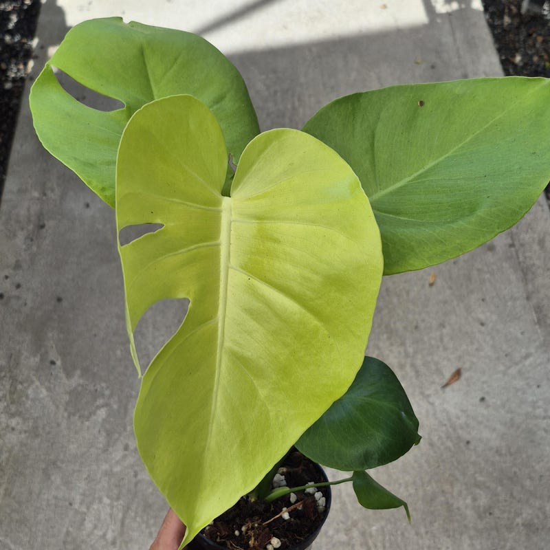 Bulbasaur Monstera - Etsy