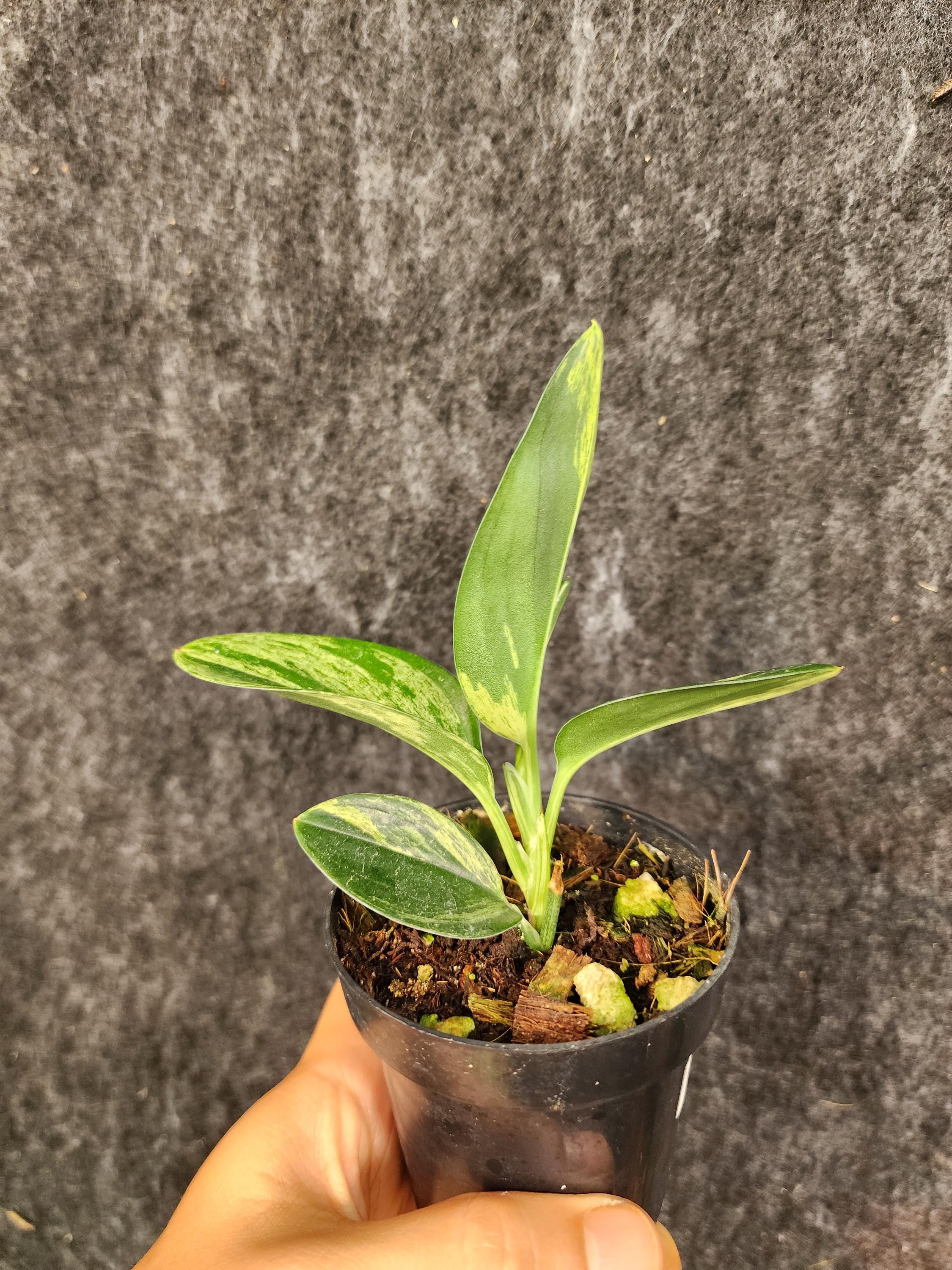 Scindapsus Dark Form Variegated - Etsy