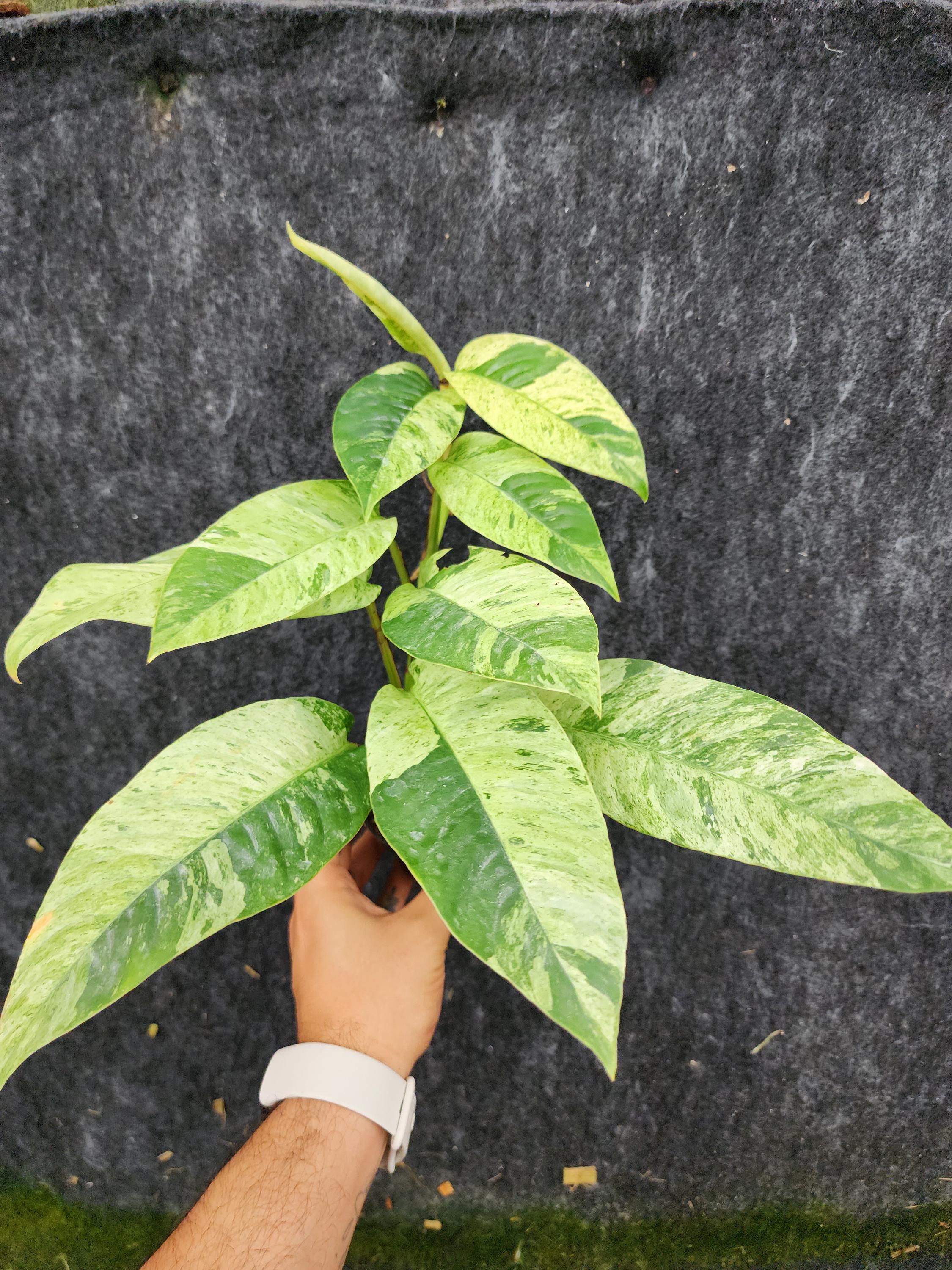Rhaphidophora Foraminifera Variegated - Etsy