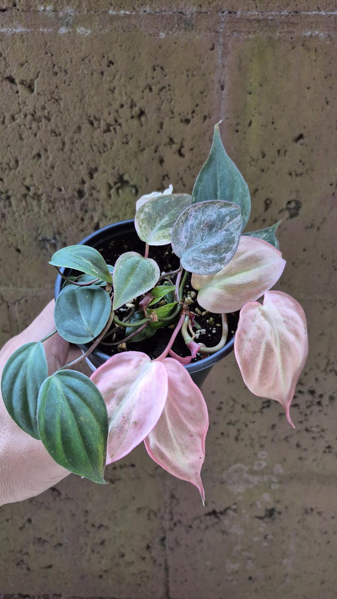 Philodendron Micans Pink Variegated - Etsy