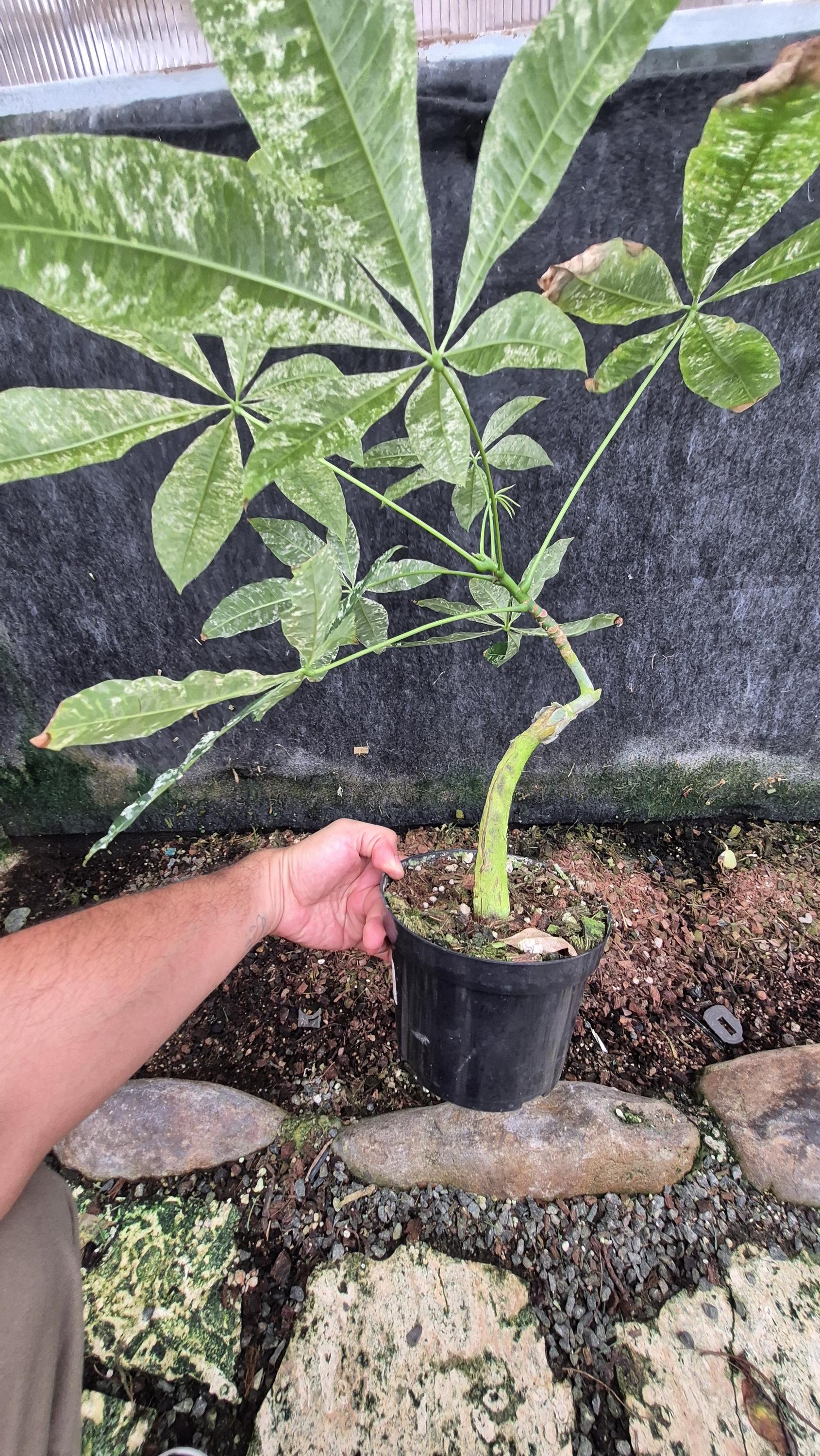 Large Money Tree Variegated - Etsy