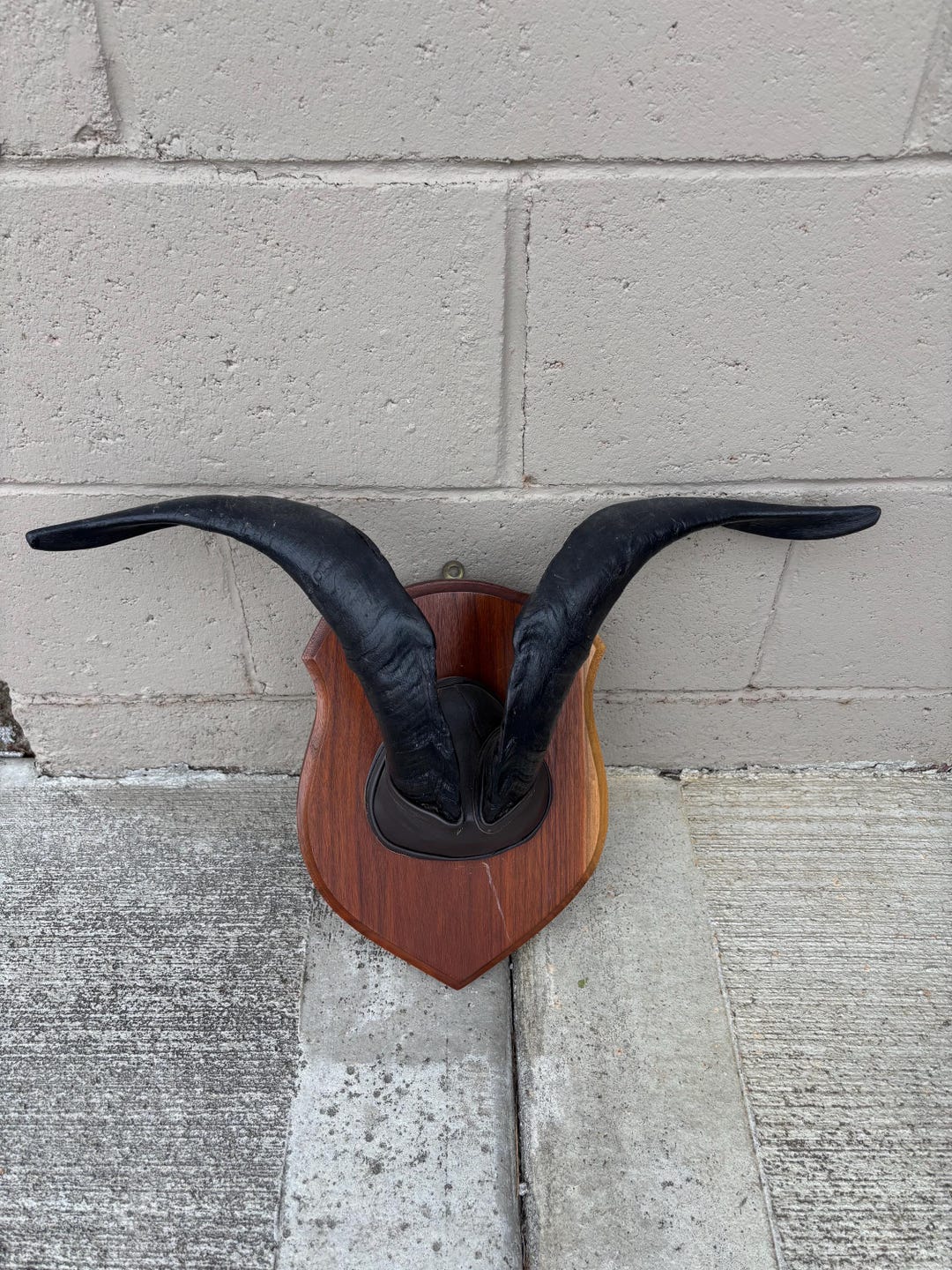 Catalina Goat Ram Horns on A Wood Plaque 21” - Etsy