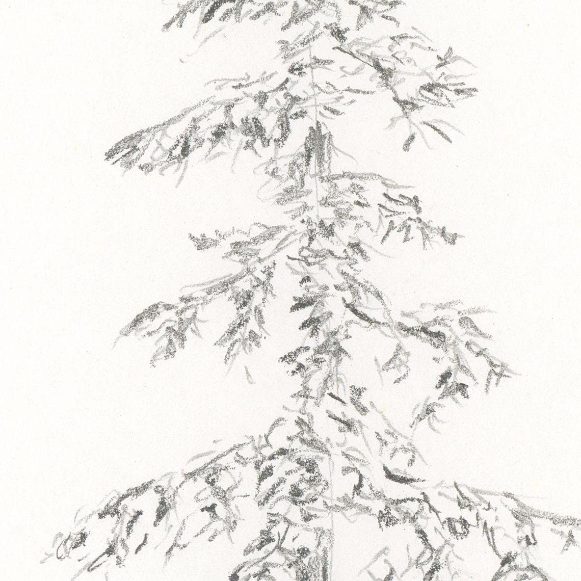 Evergreen Tree Sketch No. 2 | Original Hand Drawn Tree Sketch | Neutral ...