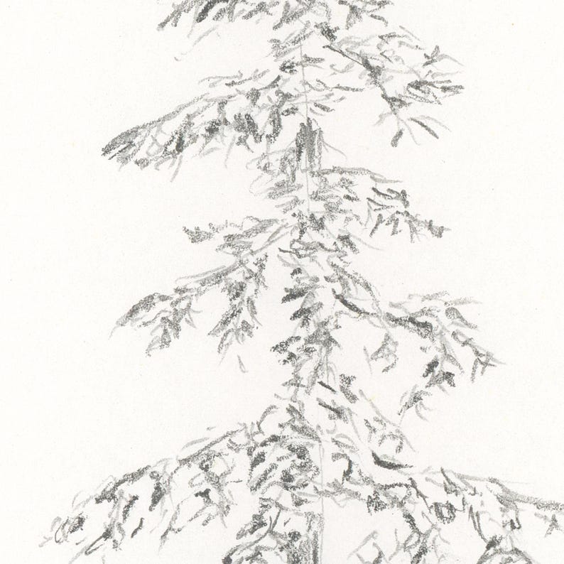 Evergreen Tree Sketch No. 2 | Original Hand Drawn Tree Sketch | Neutral ...