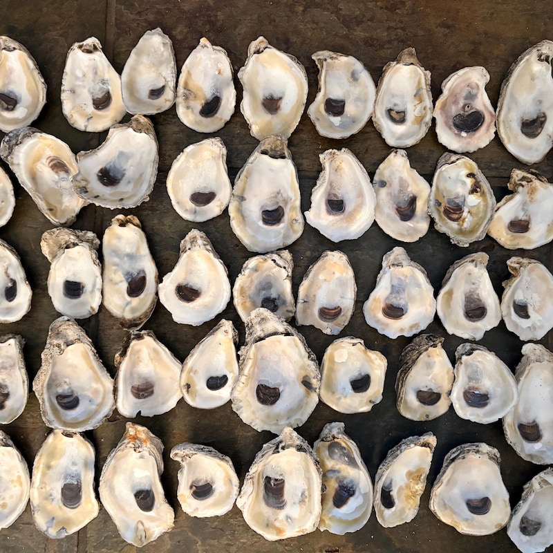 Gulf Shell Jewelry - Etsy