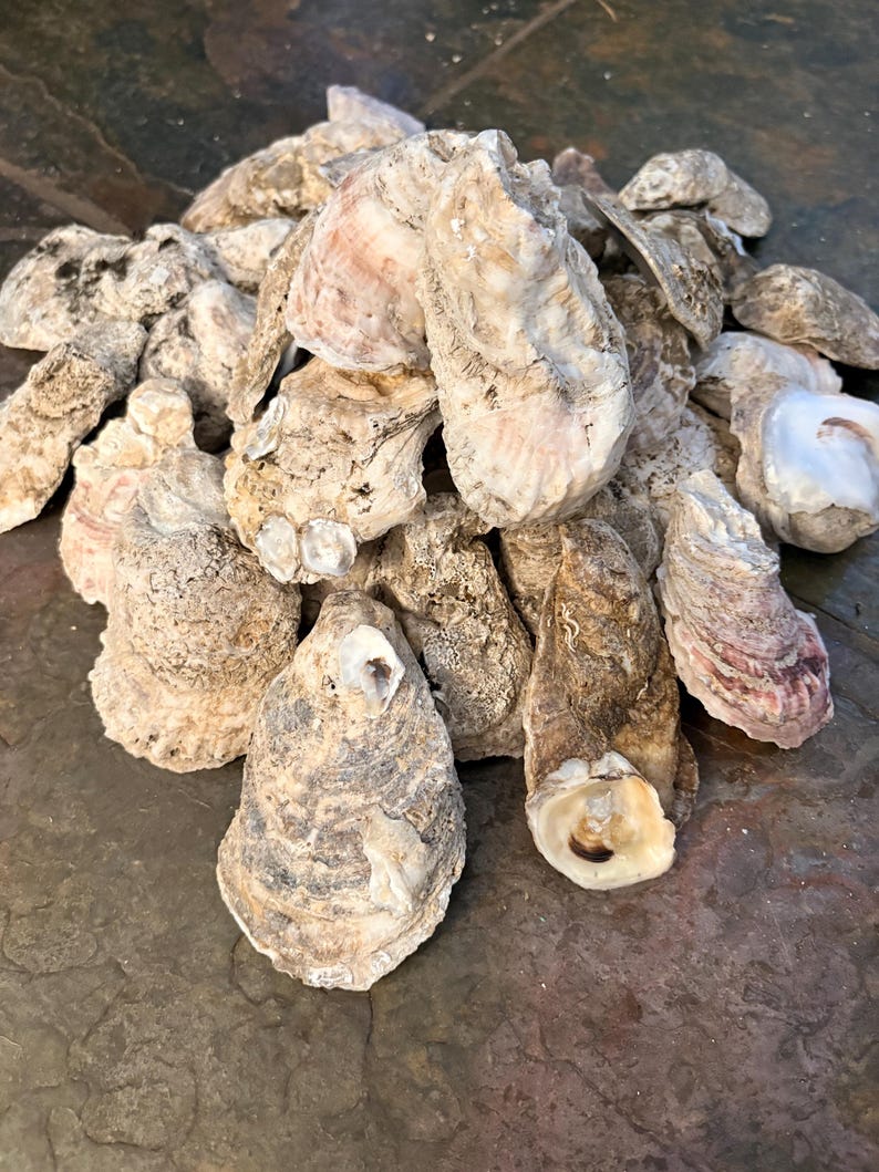 Louisiana Gulf Oyster Shells – Clean Craft Supplies, Bulk - Etsy Australia