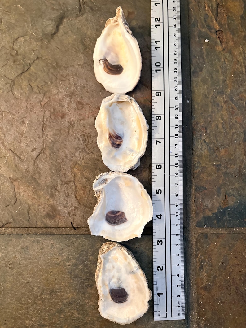 Louisiana Gulf Oyster Shells – Clean Craft Supplies, Bulk - Etsy