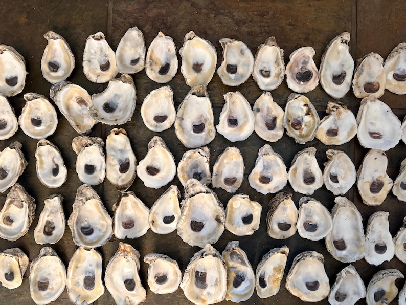 Louisiana Gulf Oyster Shells – Clean Craft Supplies, Bulk - Etsy