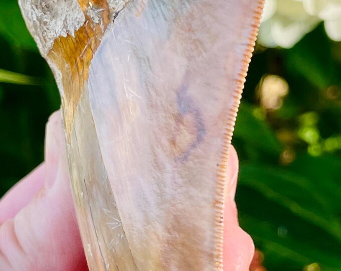 Indonesian Beast! 5.55” MEGALODON Shark Tooth-stunning/beautiful Color ...