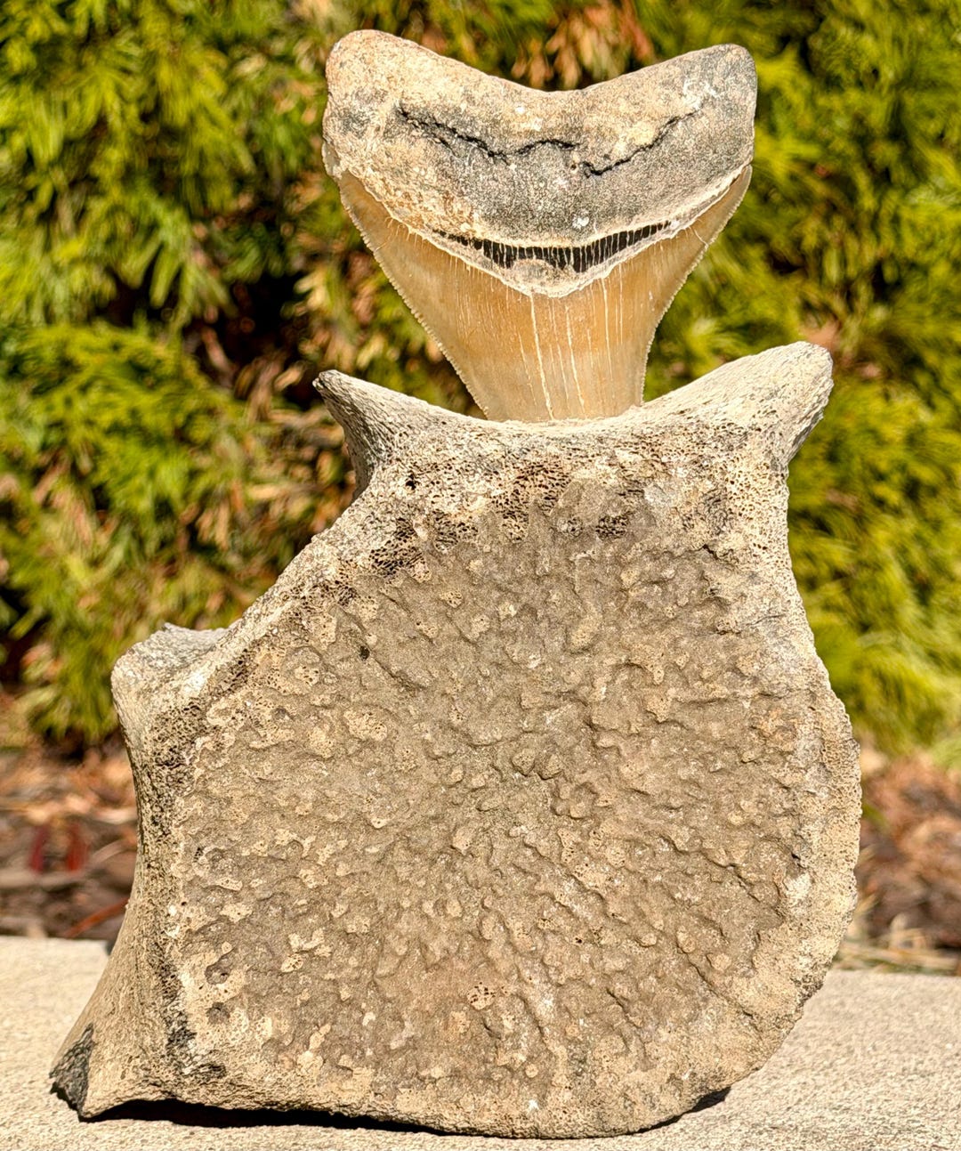 Real Megalodon Tooth & Whale Vertebrae Fossil-fantasy Display - Etsy
