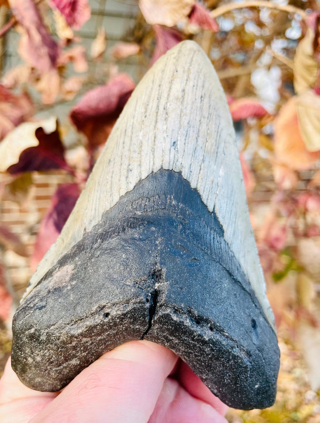 Dagger! Almost 5” Megalodon Shark Tooth Fossil: Nice Shape and ...