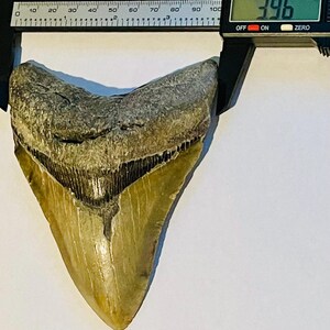 5.33" Megalodon Shark Tooth Fossil: Bourlette, Shiny Enamel - North ...