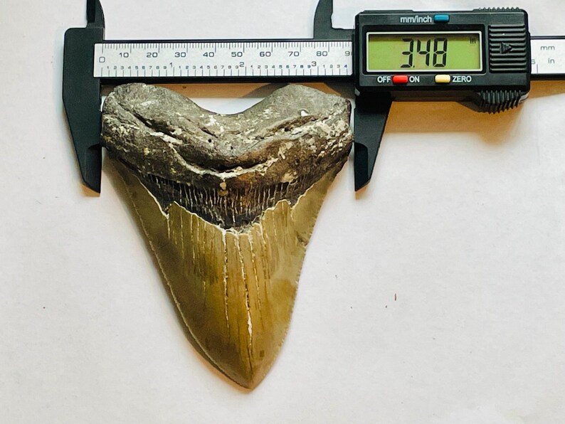Thick 4.60" Megalodon Shark Tooth Fossil-100% Authentic-serrated ...