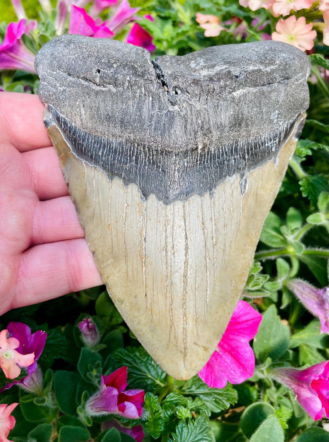 Huge 5.32” MEGALODON Shark Tooth Fossil-beast - Nice and Wide (4.07 ...