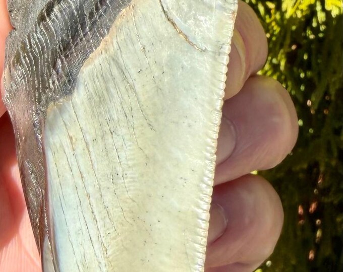 Huge 5.50” MEGALODON Shark Tooth Fossil-beast -no Repair-nice Curvature ...