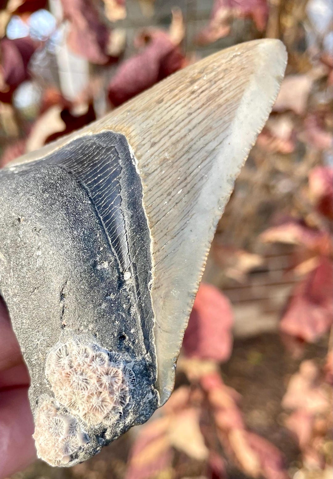 Authentic MEGALODON Shark Tooth Fossil*high Quality-serrations-no ...