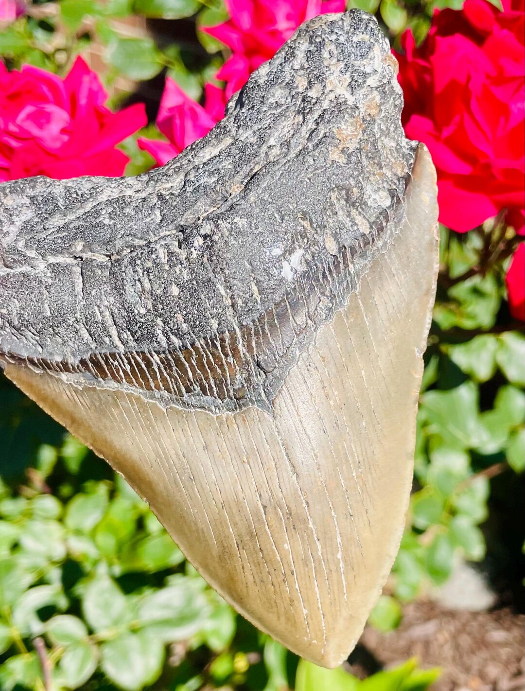 Megalodon Shark Tooth Fossil: 5.25" Nice Shape and Bourlette - Etsy