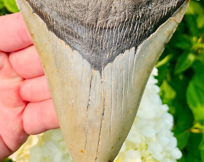Huge 5.40” MEGALODON Shark Tooth Fossil-beast - Nice and Wide (4.04 ...
