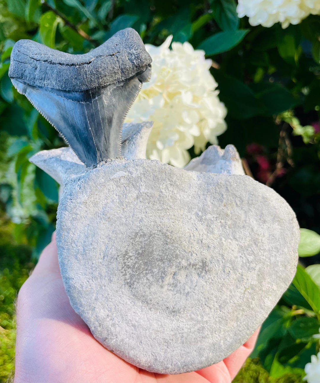 Megalodon Lineage-chubutenis Tooth & Whale Vertebrae Fossil Fantasy ...