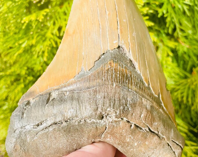 Huge 5.85” MEGALODON Shark Tooth Fossil-beast -no Repair-nice Curvature ...