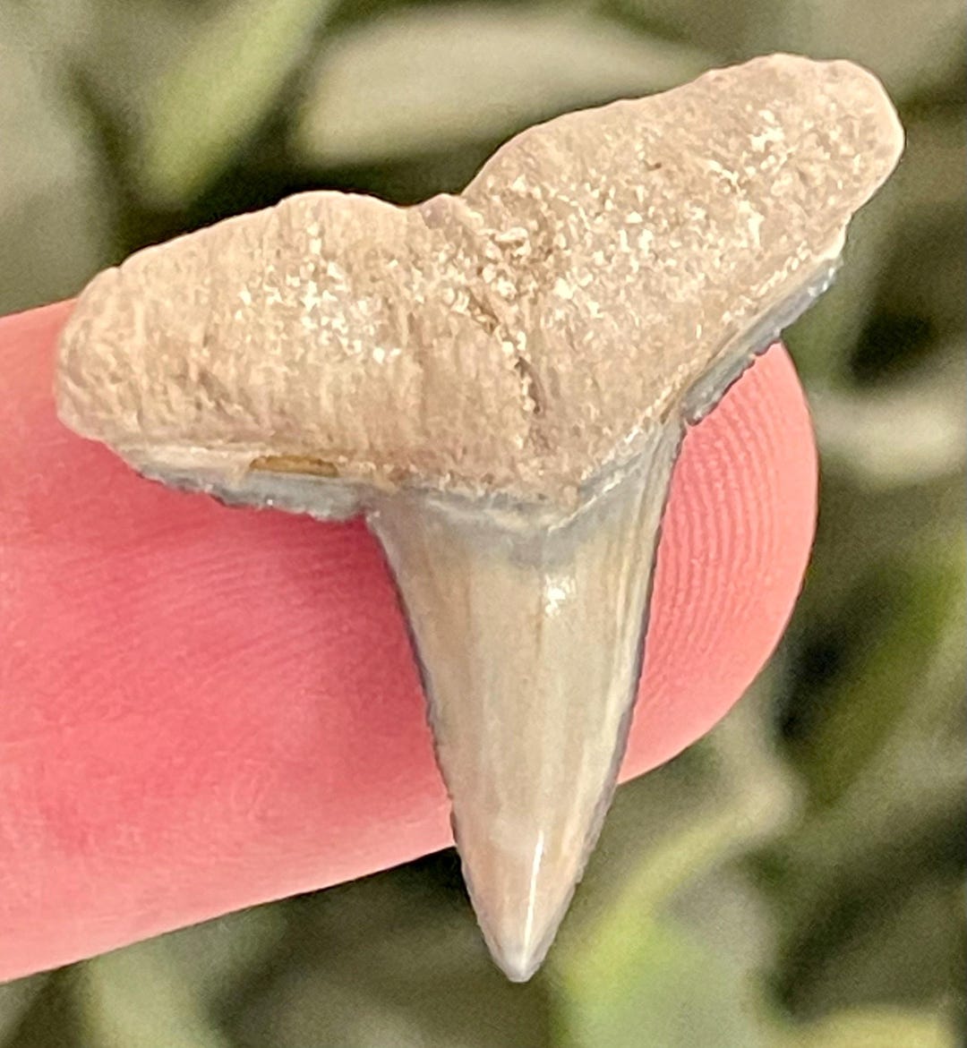 Bone Valley Lemon Shark Tooth Fossil -beautiful-largest 0.97” -no ...