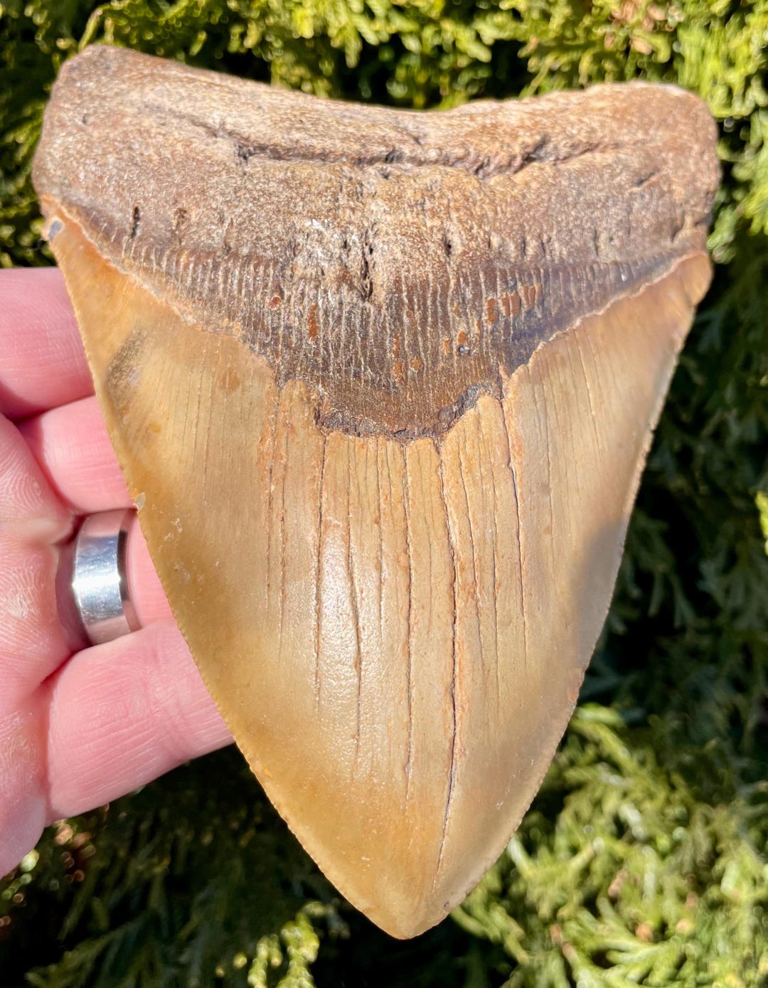 Rare MEGALODON 5.60 Shark Tooth Huge-beautiful Color-no Repair Nice ...