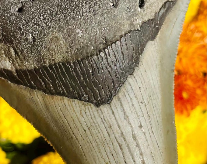 Serrated *MEGALODON 4.03” Shark Tooth Fossil*-serrations-no Repair ...