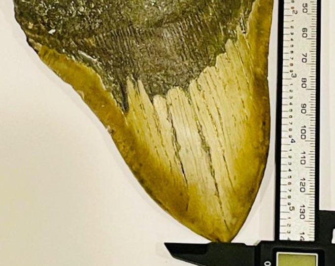 5.44” Meg Tooth Fossil - Etsy